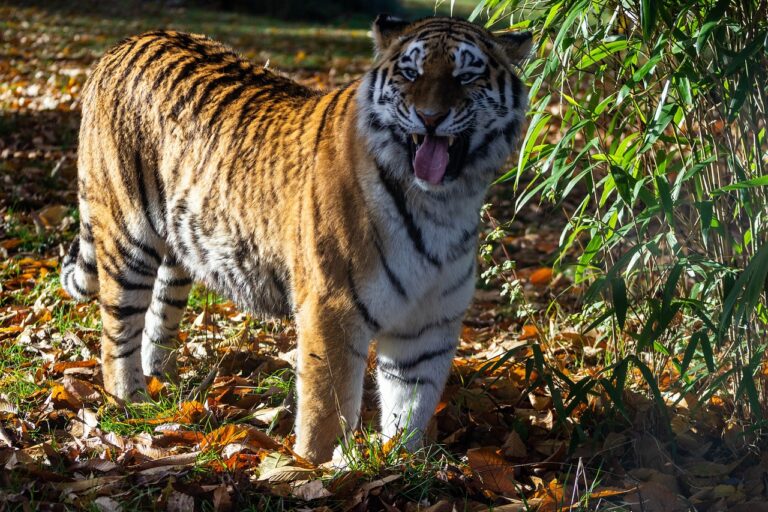 Ini 6 Fakta Menarik tentang Harimau Siberia, Terbesar di Dunia ...